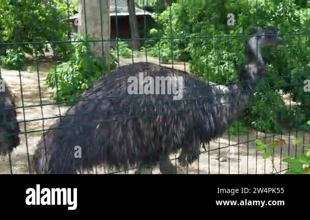 Emu Dromaius novaehollandiae is a bird of the order cassowary, the ...