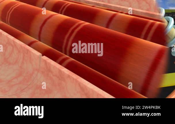 Cardiac muscle contraction Stock Videos & Footage - HD and 4K Video ...