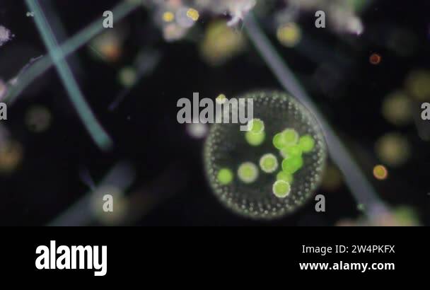 Volvox in drop of water under the microscope for classroom education ...