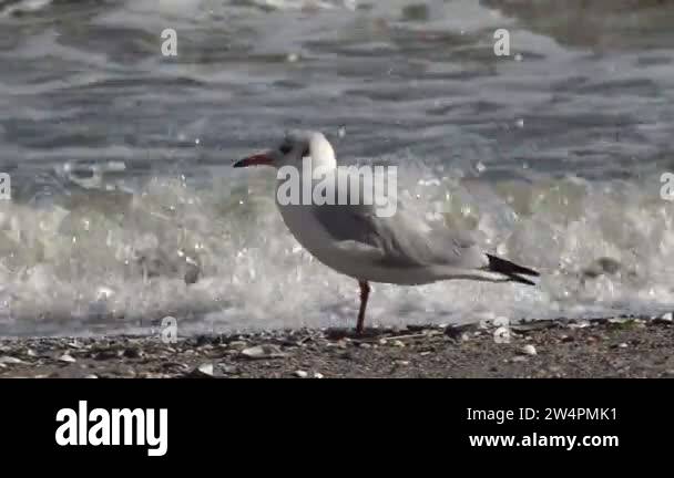 Seagull tail Stock Videos & Footage - HD and 4K Video Clips - Alamy