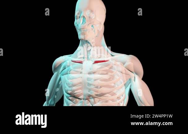 This 3d video shows the subclavius muscles anatomical position on human ...