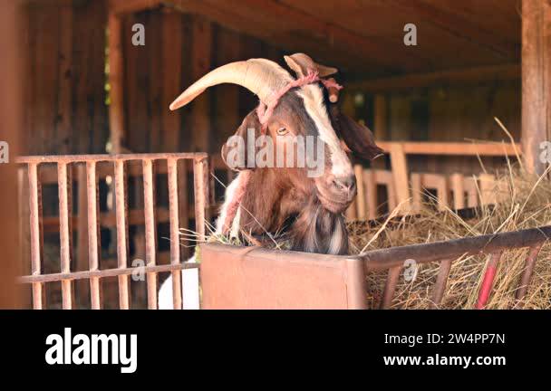 Buck goat Stock Videos & Footage - HD and 4K Video Clips - Alamy