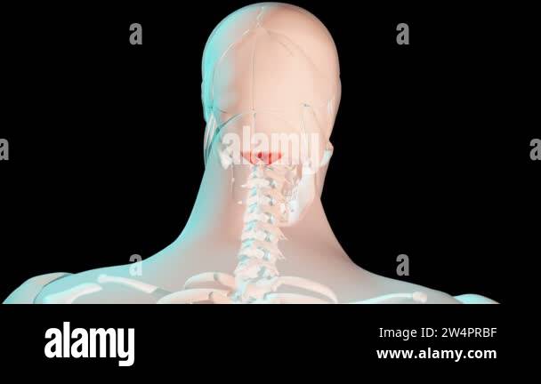 This video shows the major and minor rectus capitis posterior muscles ...