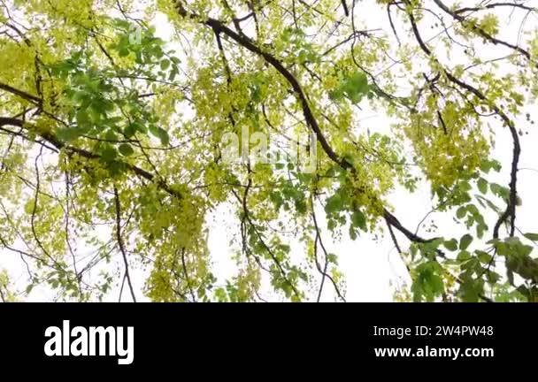 Cassia fistula, known as the golden rain tree, canafistula, and in ...