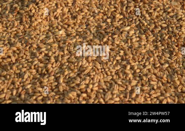 Seamless wheat grain texture pattern in morning sunlight. Natural dry ...