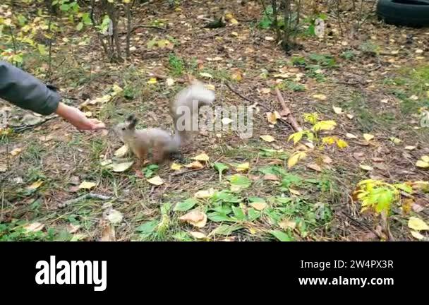 A squirrel takes a nut from a child's hand and gnaws at it in an autumn ...