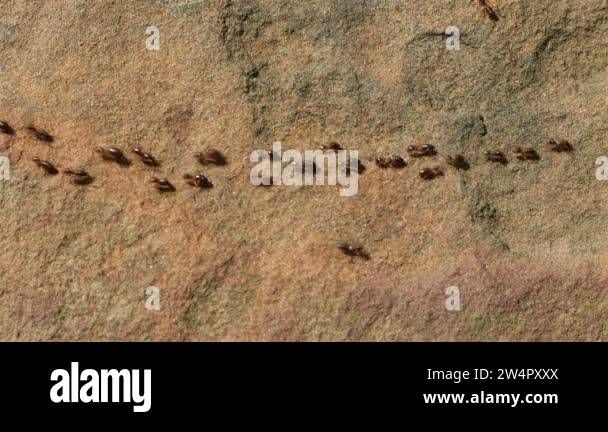 Black ants walking from left to right in line on the stone floor Stock ...