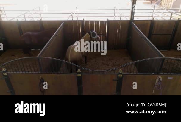 Inside view or horse stallion barn ranch. Aerial dolly shot at daytime ...
