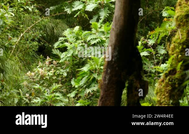 Leaves surrounds Stock Videos & Footage - HD and 4K Video Clips - Alamy