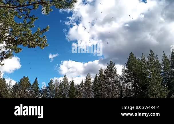 White mayflies Stock Videos & Footage - HD and 4K Video Clips - Alamy