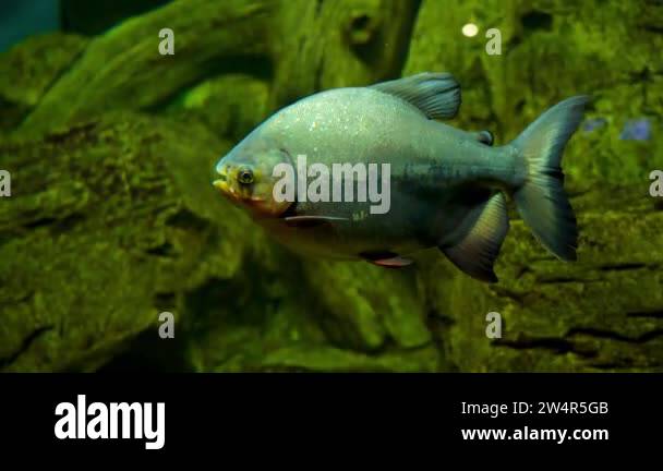 Red bellied piranha teeth Stock Videos & Footage - HD and 4K Video ...