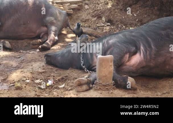 Cow tied pole Stock Videos & Footage - HD and 4K Video Clips - Alamy