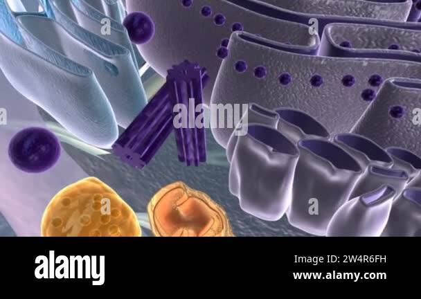 Animal health science Stock Videos & Footage - HD and 4K Video Clips ...