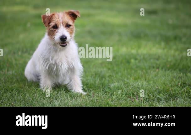 Funny happy cute jack russell Stock Videos & Footage - HD and 4K Video ...