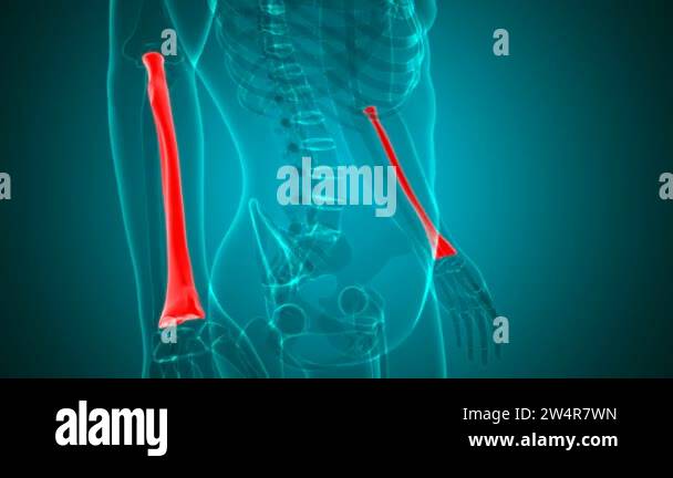 Human Skeleton Radius Bone Anatomy Loopable 3d Illustration For Medical