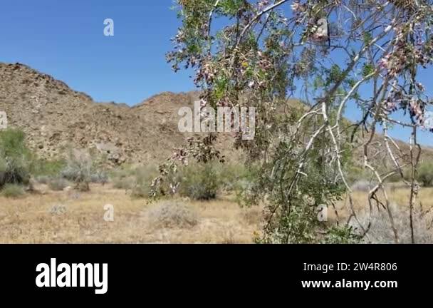 Purple raceme inflorescences bloom on Desert Ironwood, Olneya Tesota ...