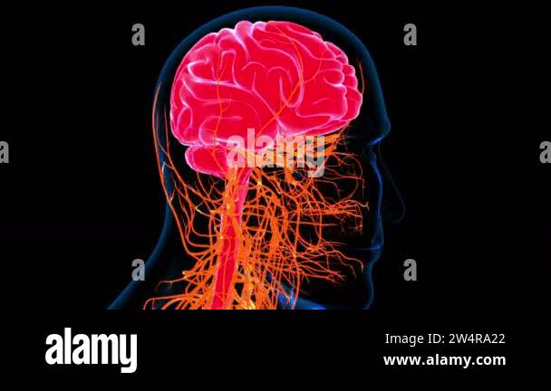 Nervous system medical illustration Stock Videos & Footage - HD and 4K ...