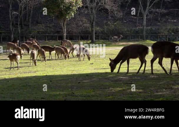 Sika deer live freely in a Japanese Nara Park. A young wild Cervus ...