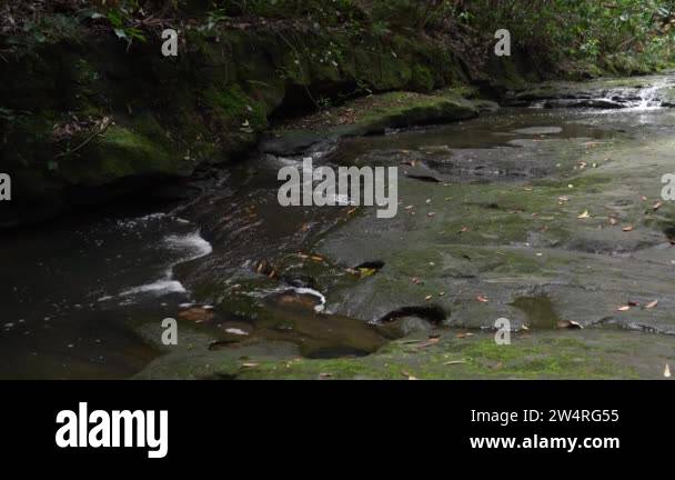Creek water runs fast on wide moss covered rocks in a dark jungle Stock ...