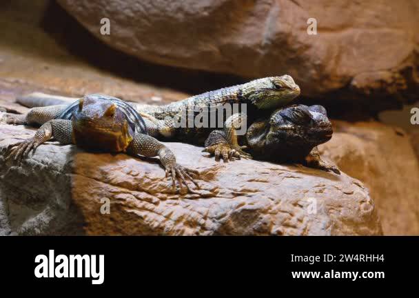 Real lizards Stock Videos & Footage - HD and 4K Video Clips - Alamy