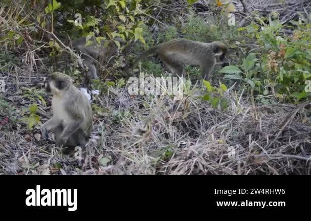 Monkey bear texture Stock Videos & Footage - HD and 4K Video Clips - Alamy