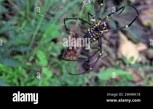 4K, A female giant woods spider with its prey and eating it in forest ...