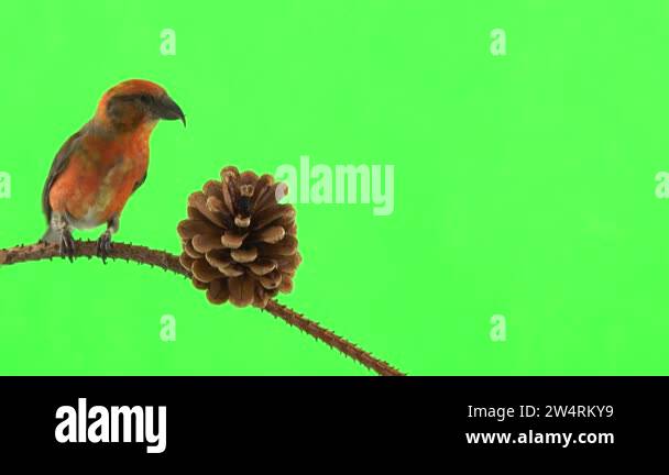 male of the red beak moves along the branch and pecks the cone of the ...