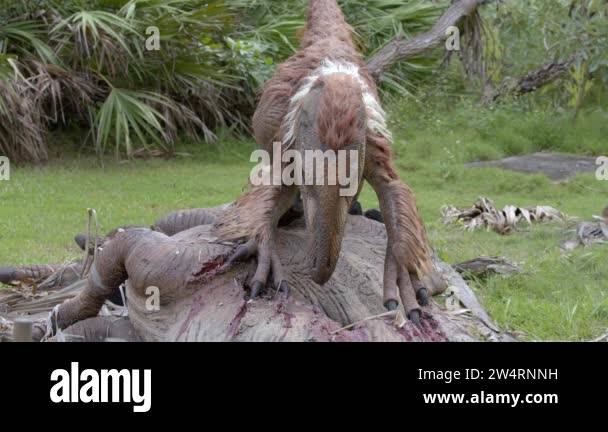 Dinosaur feeding Stock Videos & Footage - HD and 4K Video Clips - Alamy