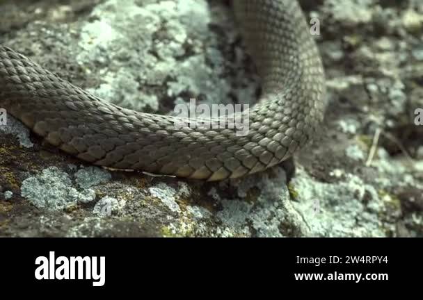Movement of snake's body over the stone. Snakes are elongated, legless ...