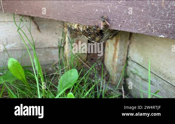 Angry wasp Stock Videos & Footage - HD and 4K Video Clips - Alamy