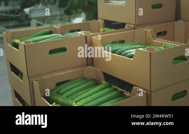 A farmer loader puts cucumbers in a cardboard box. Healthy eating. Raw ...