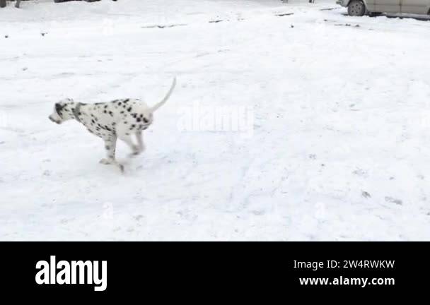 Beautiful dalmatian dog black Stock Videos & Footage - HD and 4K Video ...