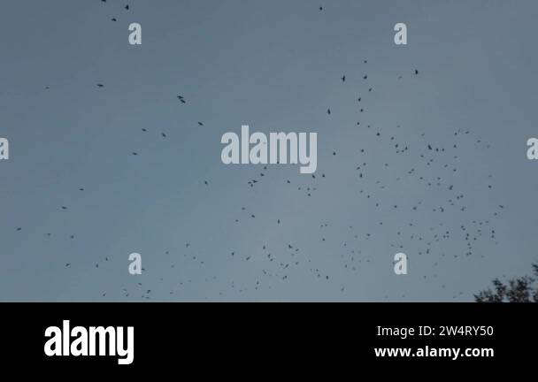 High crows Stock Videos & Footage - HD and 4K Video Clips - Alamy