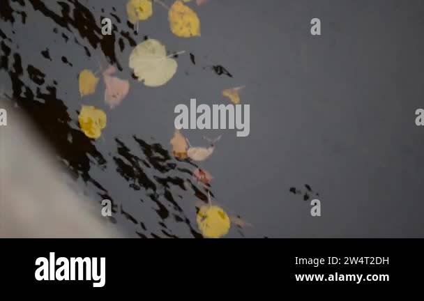 Maple and oak leaves float in water that reflects the sky and trees. Leafes in muddy water. Dry ...