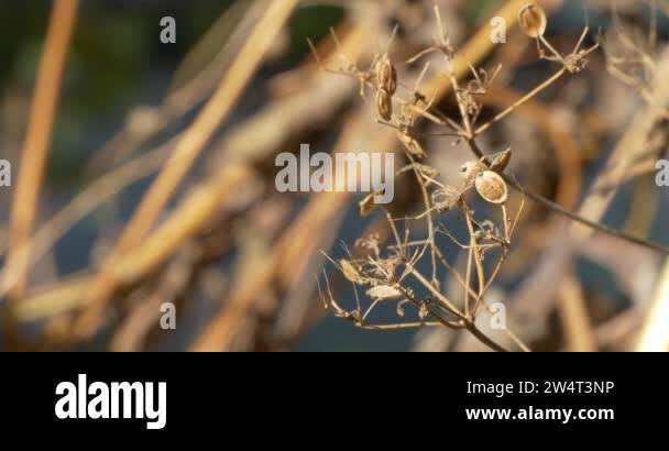 Natural seed pods Stock Videos & Footage - HD and 4K Video Clips - Alamy