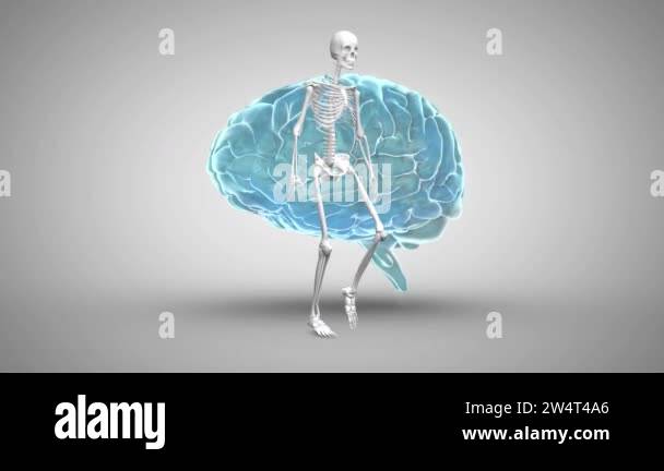 Digital animation of human skeleton walking over human brain spinning ...