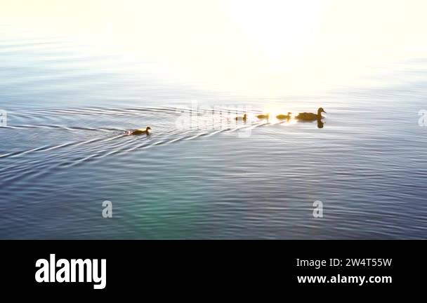 Mallard duck and her brood of ducklings Stock Videos & Footage - HD and ...