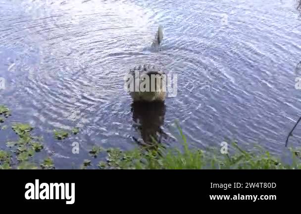 Predator display Stock Videos & Footage - HD and 4K Video Clips - Alamy