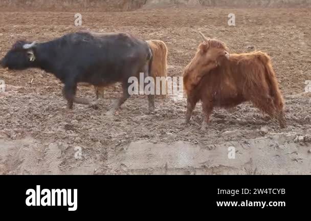 Livestock pests Stock Videos & Footage - HD and 4K Video Clips - Alamy