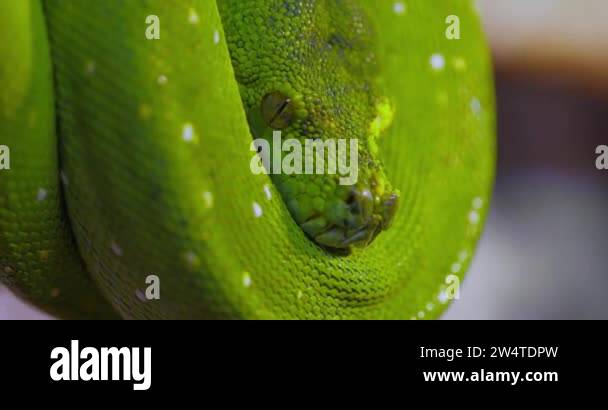 The green tree python (Morelia viridis) is a species of snake in the ...
