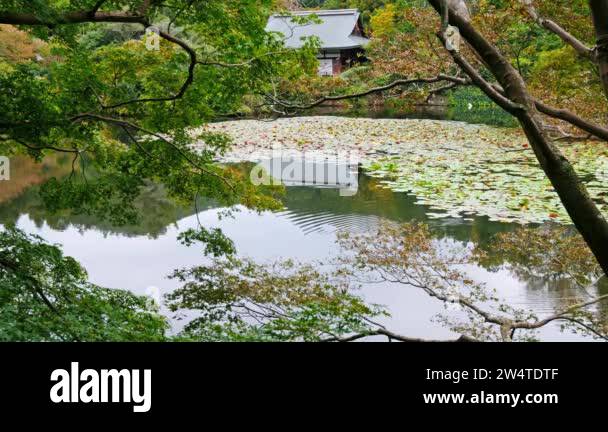 Video of Kyoyochi Pond overgrown with water lilies and lotuses. It was ...