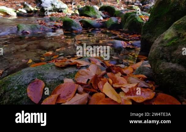Maple and oak leaves float in water that reflects the sky and trees. Leaves in muddy water ...