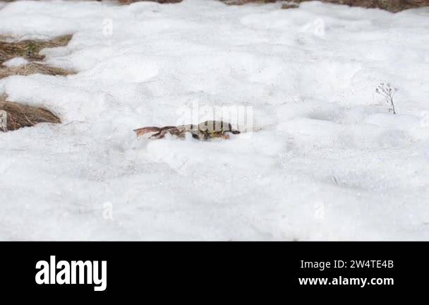 Snow frogs Stock Videos & Footage - HD and 4K Video Clips - Alamy