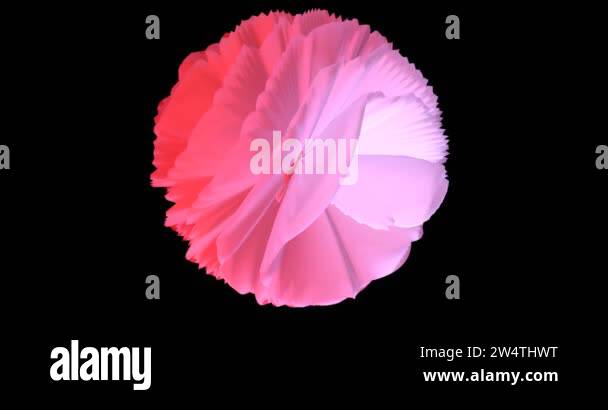 Sphere flower Stock Videos & Footage - HD and 4K Video Clips - Alamy