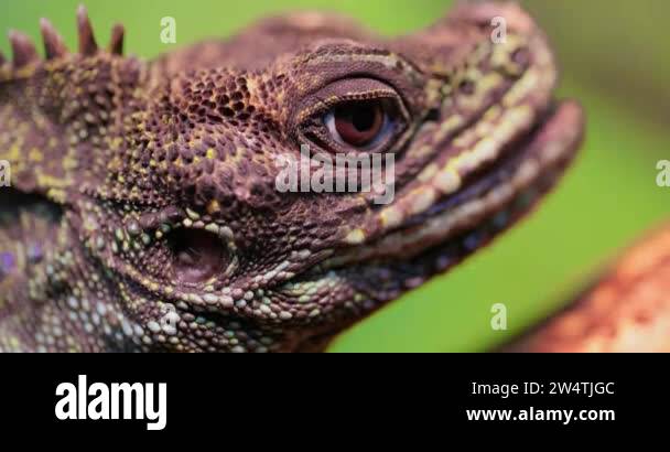 Philippine sailfin lizard, crested lizard, sail-fin lizard, sailfin ...