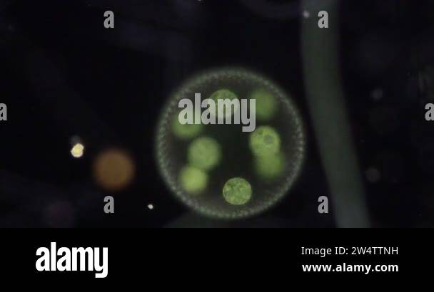 Volvox in drop of water under the microscope for classroom education ...