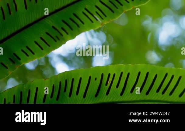 Spore spores texture Stock Videos & Footage - HD and 4K Video Clips - Alamy