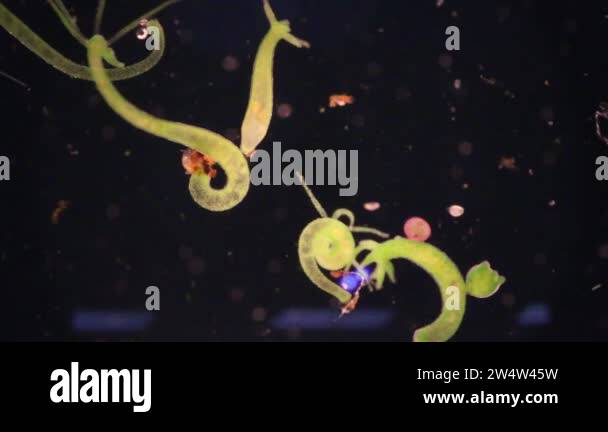 Hydra is a genus of small, fresh-water animals of the phylum Cnidaria ...