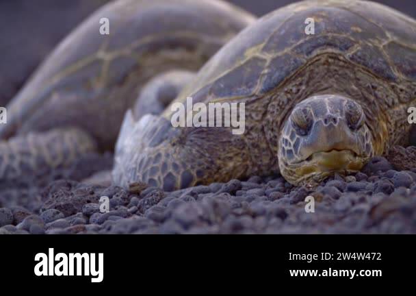 Green sea turtle, or soup turtle (lat. Chelonia mydas), a species of ...