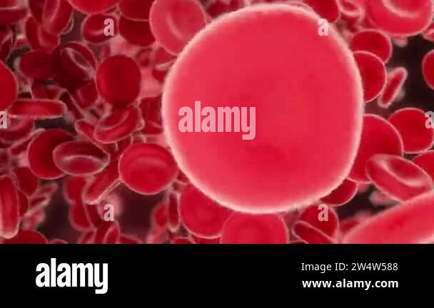 Microscopic red blood cells flowing and moving - animation Stock Video ...